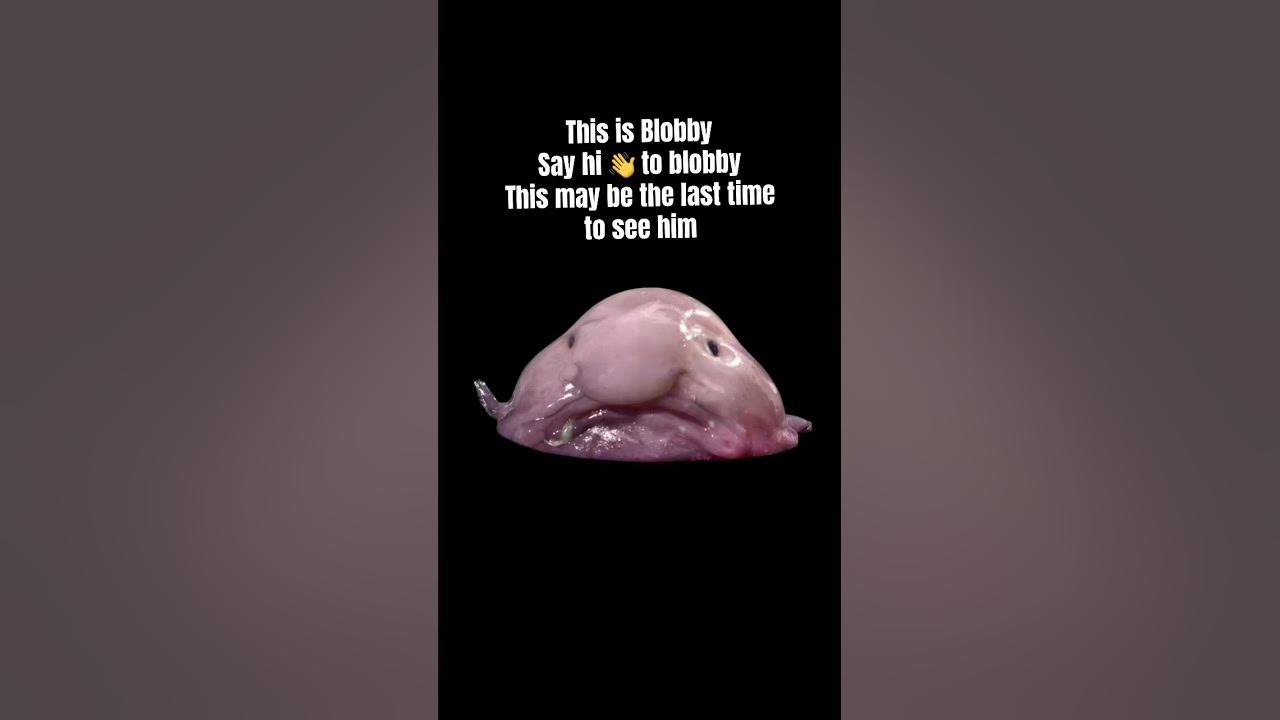 Blob/ blobby - YouTube