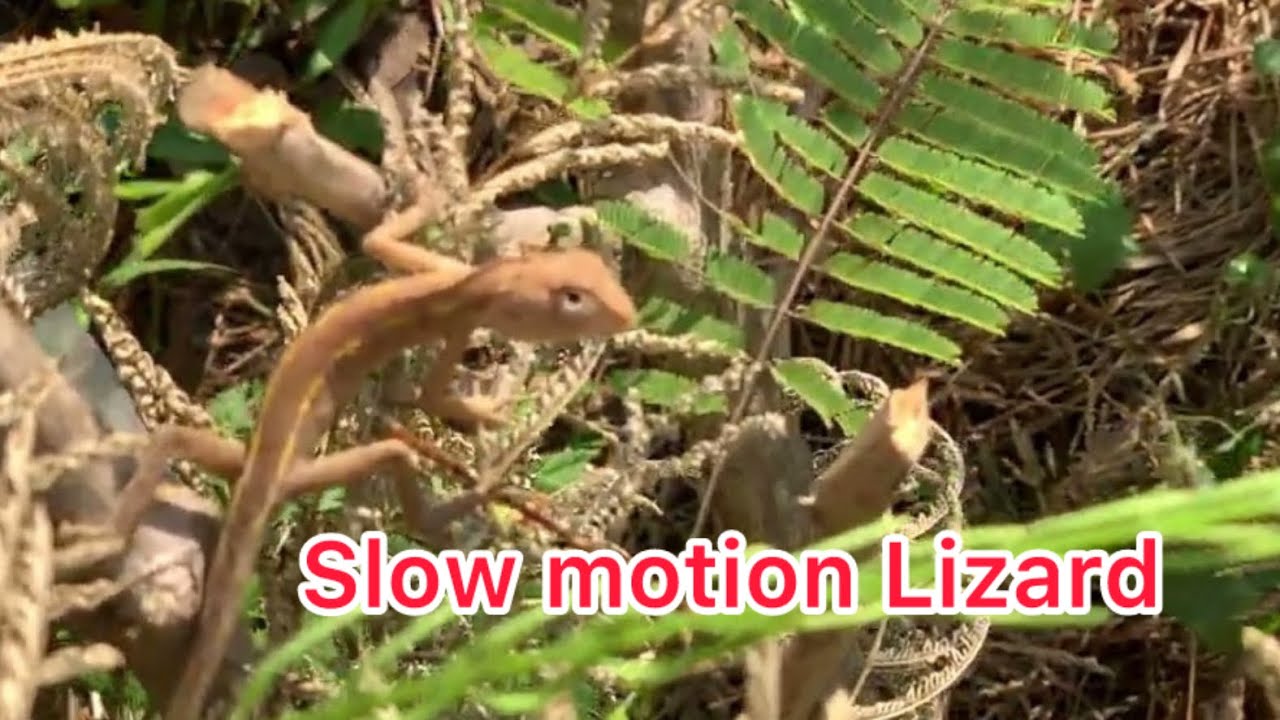 Slow motion of lizard #lizard - YouTube