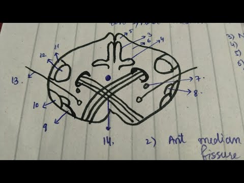 01- Section of Medulla Oblongata at Pyramid Decussation // Easy TRICK ...