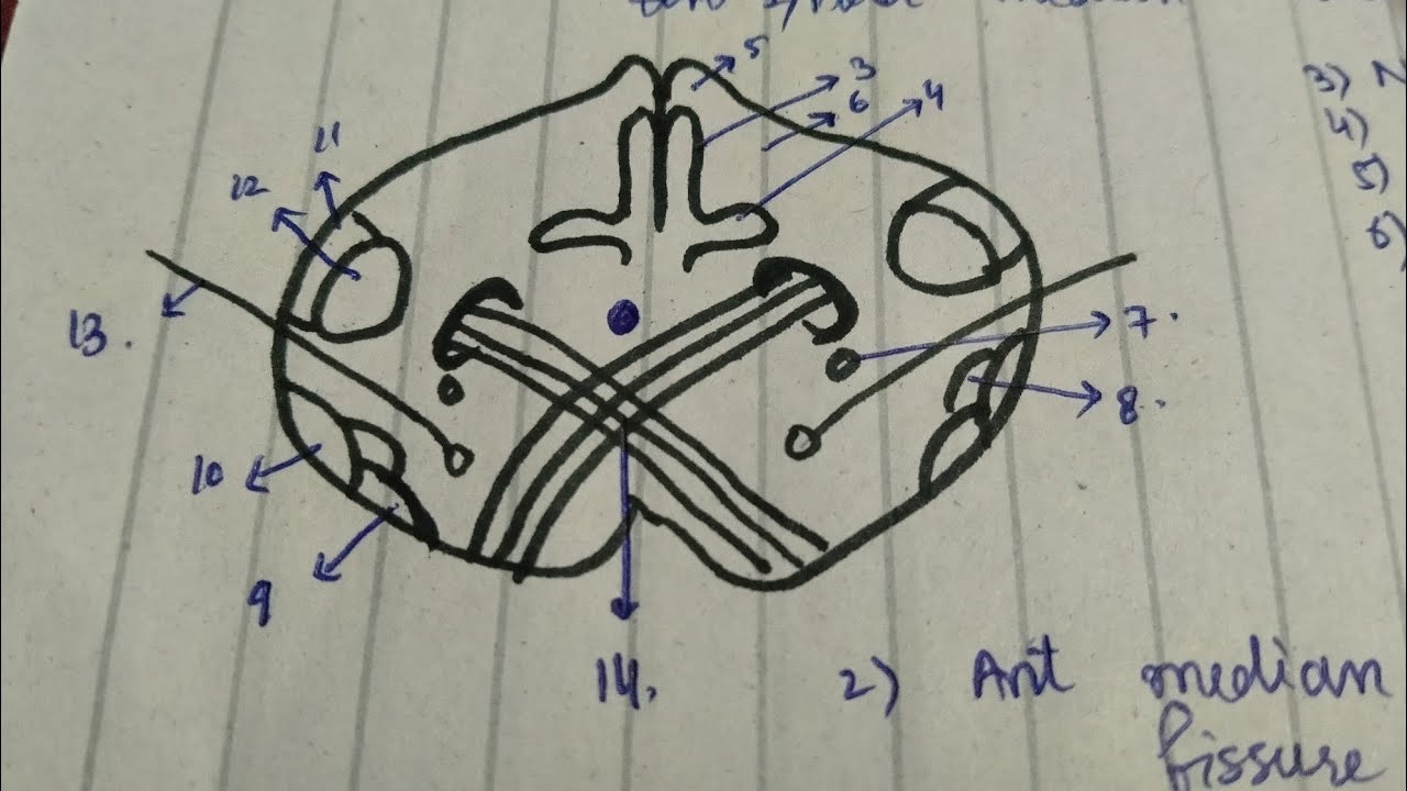 01- Section of Medulla Oblongata at Pyramid Decussation // Easy TRICK ...