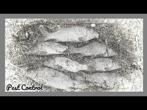 Catching INVASIVE FISH in Australia - YouTube