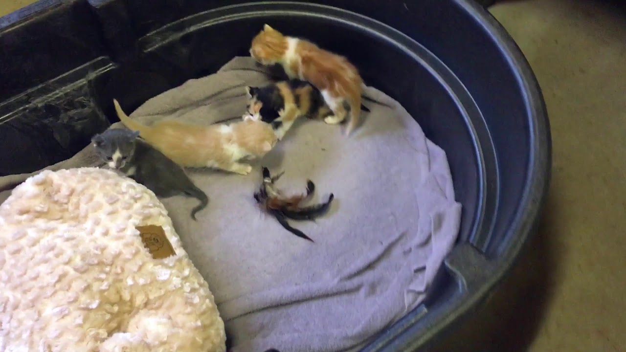 Kitten Corral - YouTube