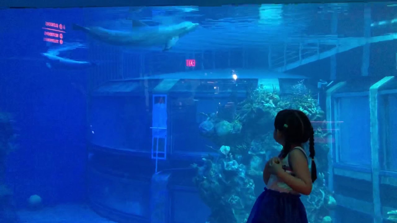 Dolphins at Epcot - YouTube