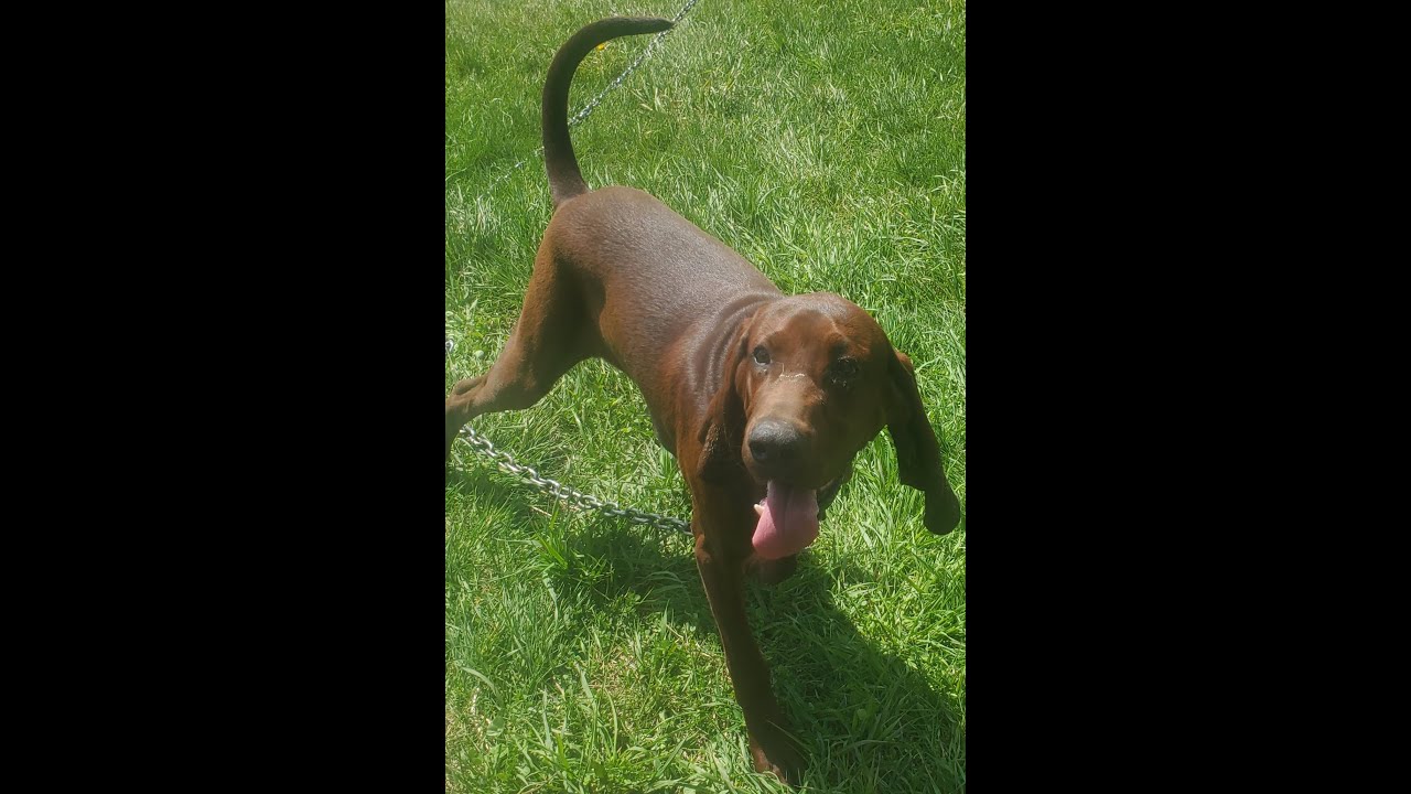 Redbone Coonhound Names