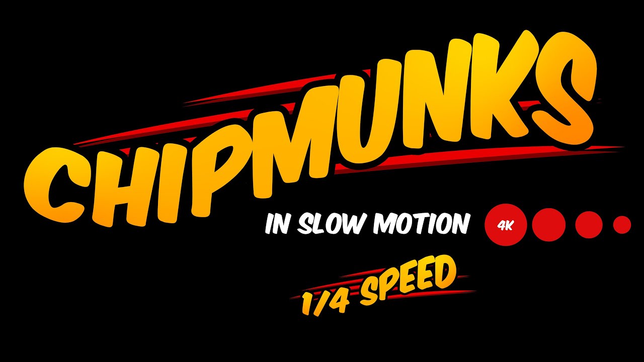 Chipmunks In Slow Motion : Hand Feeding & Interesting Facts (4K) - YouTube