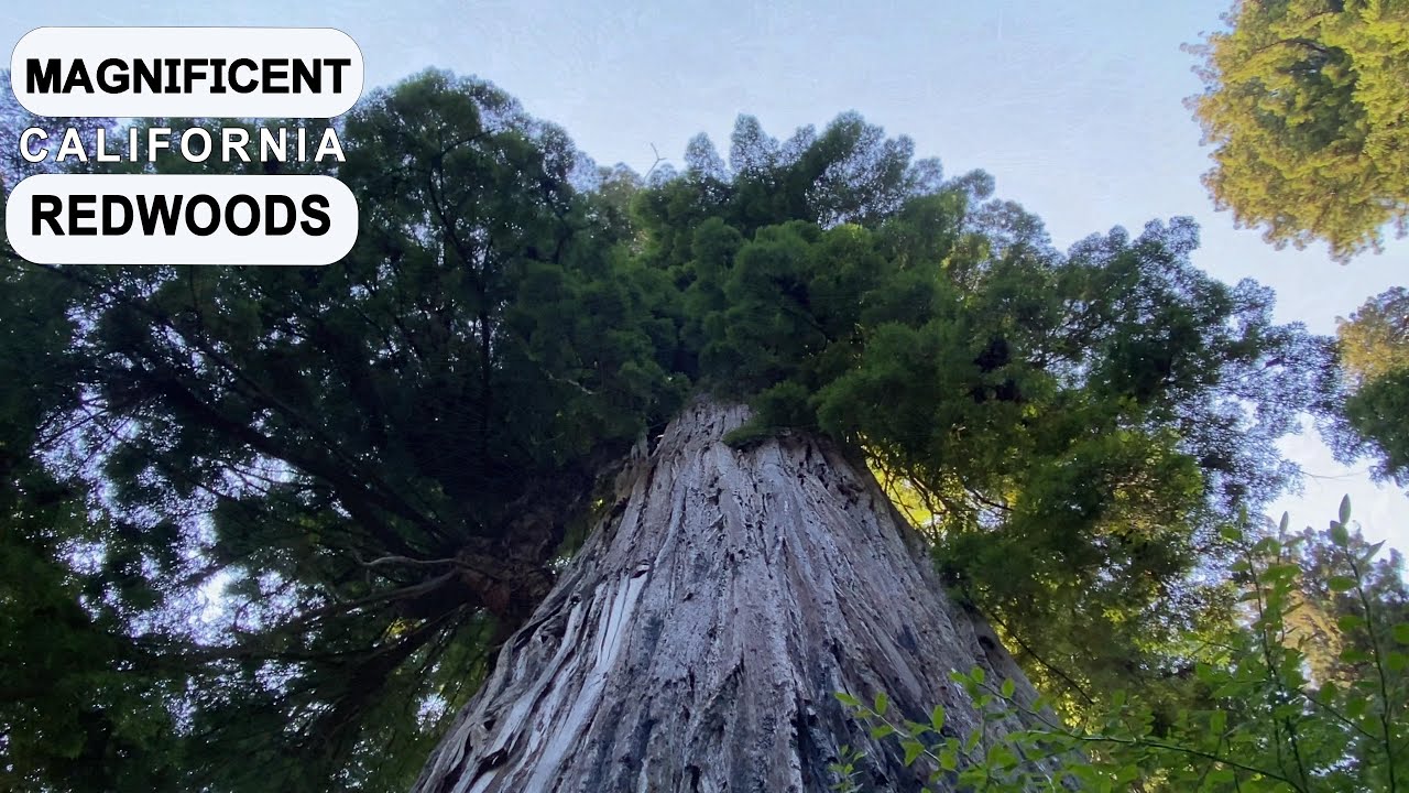 Magnificent California Redwoods - YouTube
