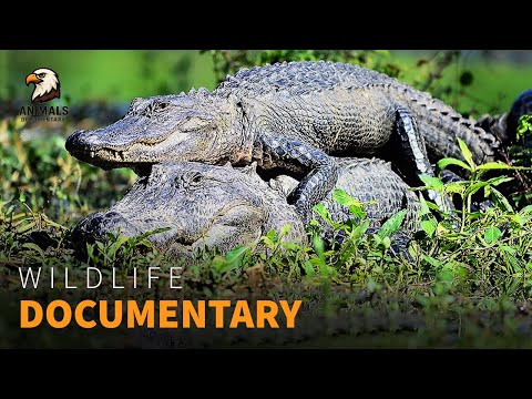Alligator Mating Rituals Secrets Revealed | Wildlife Documentary