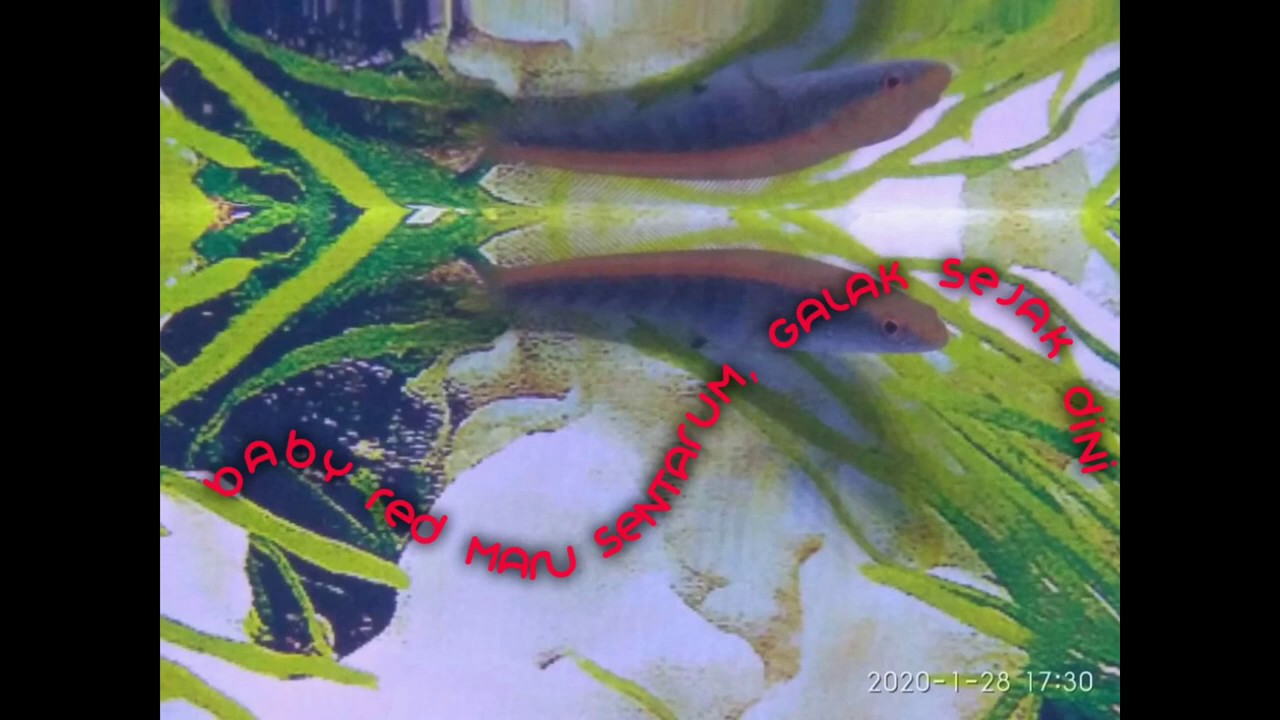 FEEDING BABY RED MARU SENTARUM 3 CM GANAS ABIS OOM - YouTube
