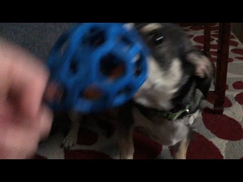 Taking my dimwitted dog’s treat (iq 12.45) - YouTube
