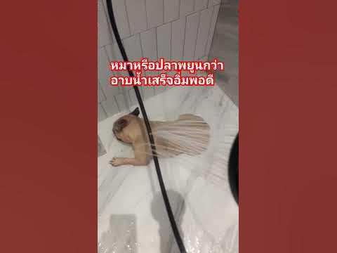 หมาหรือปลาพยูน #ฟีดดดシ #สัตว์โลกน่ารัก #pug - YouTube