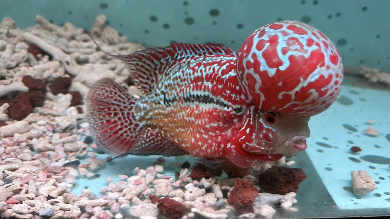 Beautiful color kamfa flowerhorn aquarium - YouTube
