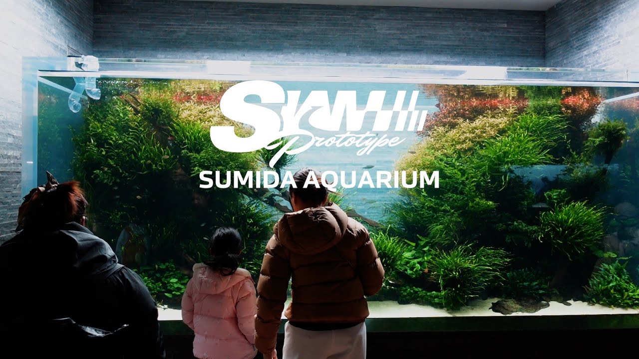 Siam Prototype | Japan Trip | Day 2 | Tsukiji Fish Market - YouTube