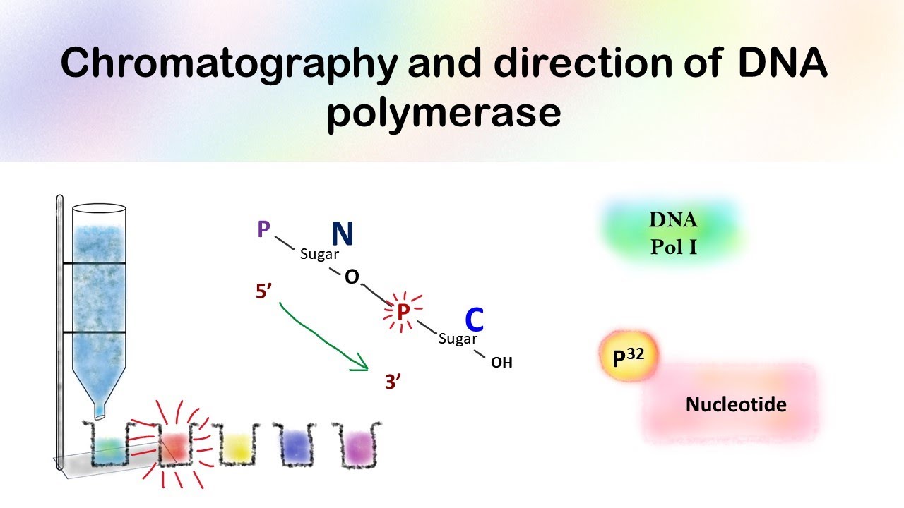 Chromatography and direction of DNA polymerase - YouTube