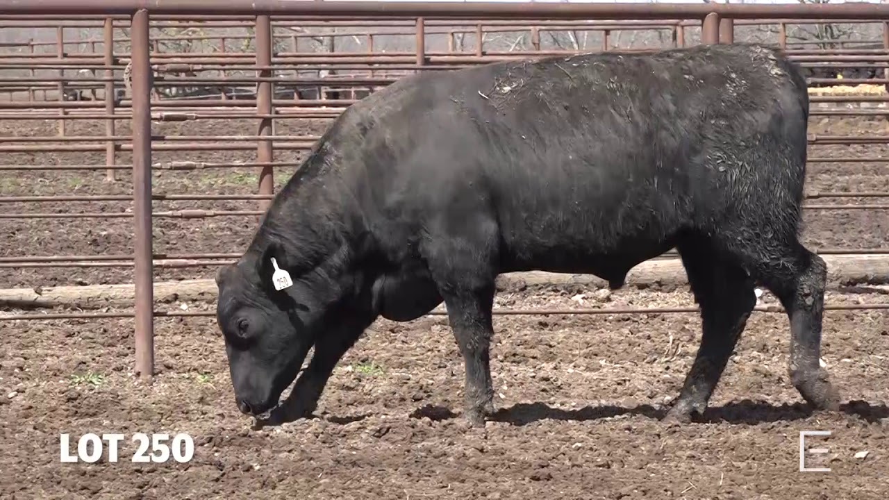 Ogden Angus Ranch LOT 250 - YouTube