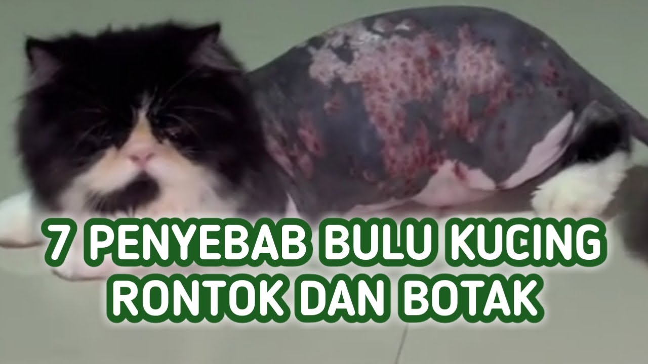 Penyebab Bulu Kucing Rontok Sampai Botak, Ini 7 Penyebabnya ! - YouTube