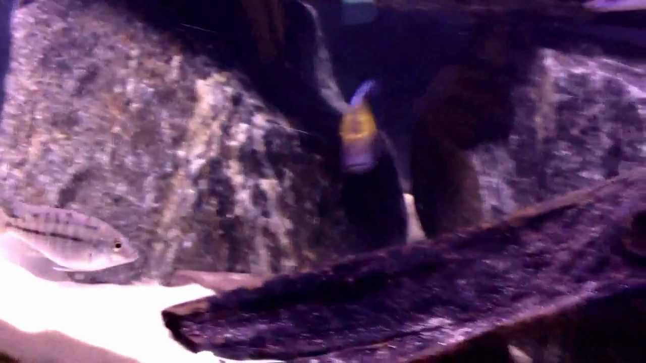 Aulonocara Jacobfreibergi Otter Point Jake - YouTube