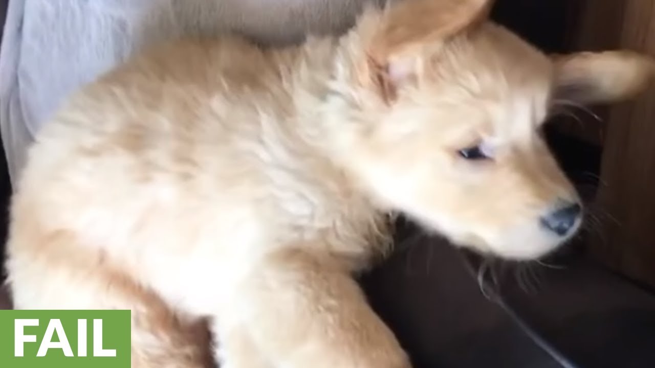 Sleepy puppy gets rude awakening by falling off couch - YouTube