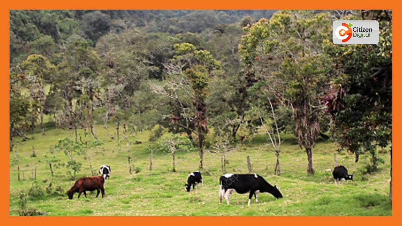 CS Soipan Tuya bans livestock grazing in forests - YouTube