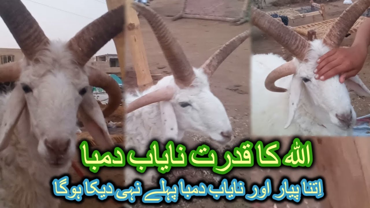 Nayaab Dumba | Four Horn Sheep Dumba | Cattle Market Peshawar | Qurbani ...