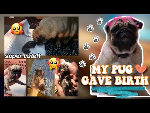OUR PUG GAVE BIRTH 🐶 ️ | Philippines 🇵🇭 - YouTube