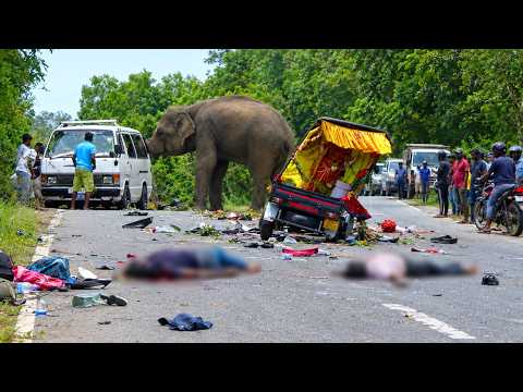 Sires Of World Top 03 Wild Elephant Attack 2026 NEW.