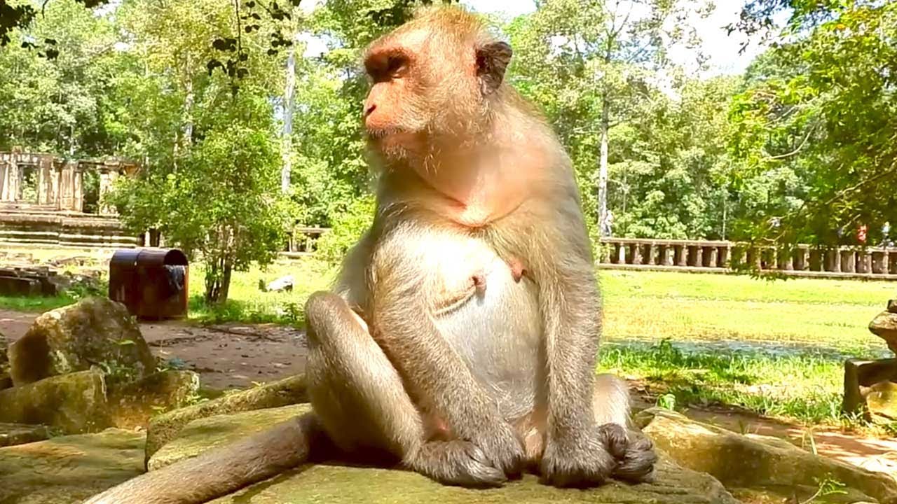 Jade the Monkey, From Pregnancy to Nursing Her Baby | Heartwarming ...