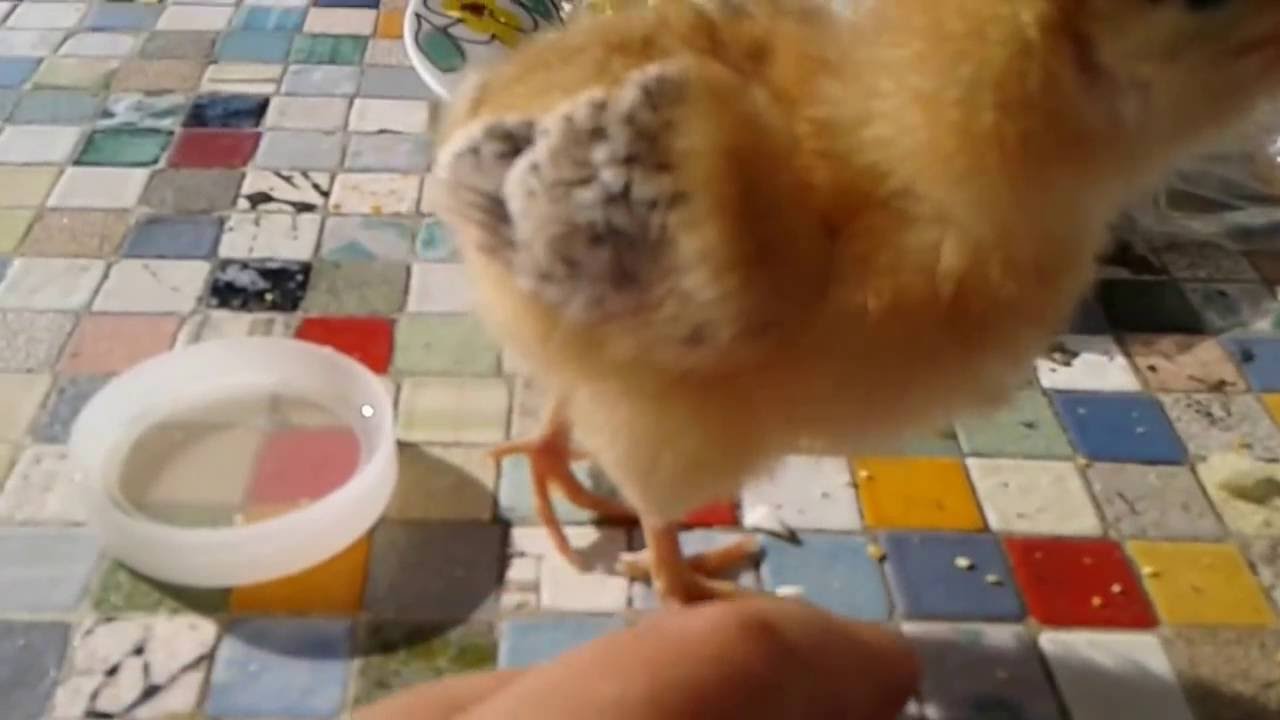 Домашний питомец цыпленок🐣.Mi mascota pollito☺ - YouTube