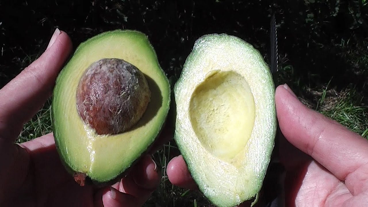 The Avocado Test _ - YouTube