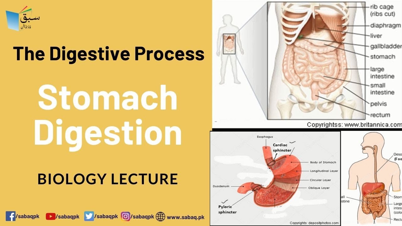 The Digestive Process-Stomach Digestion, Biology Lecture | Sabaq.pk ...