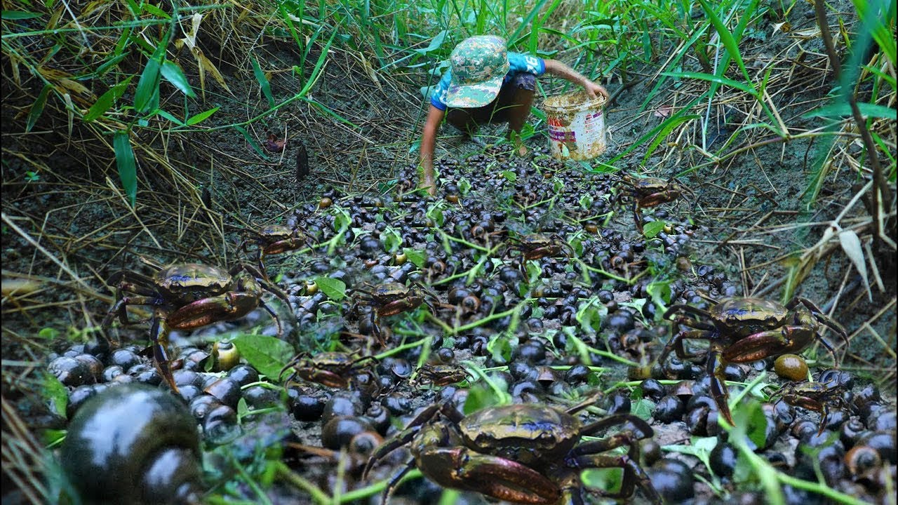 Wow Amazing Catch Snail! After Raining A lot of Snail Climb into Canal ...