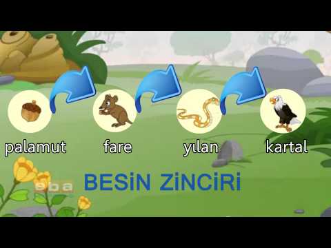 Besin Zinciri ve Enerji Akışı