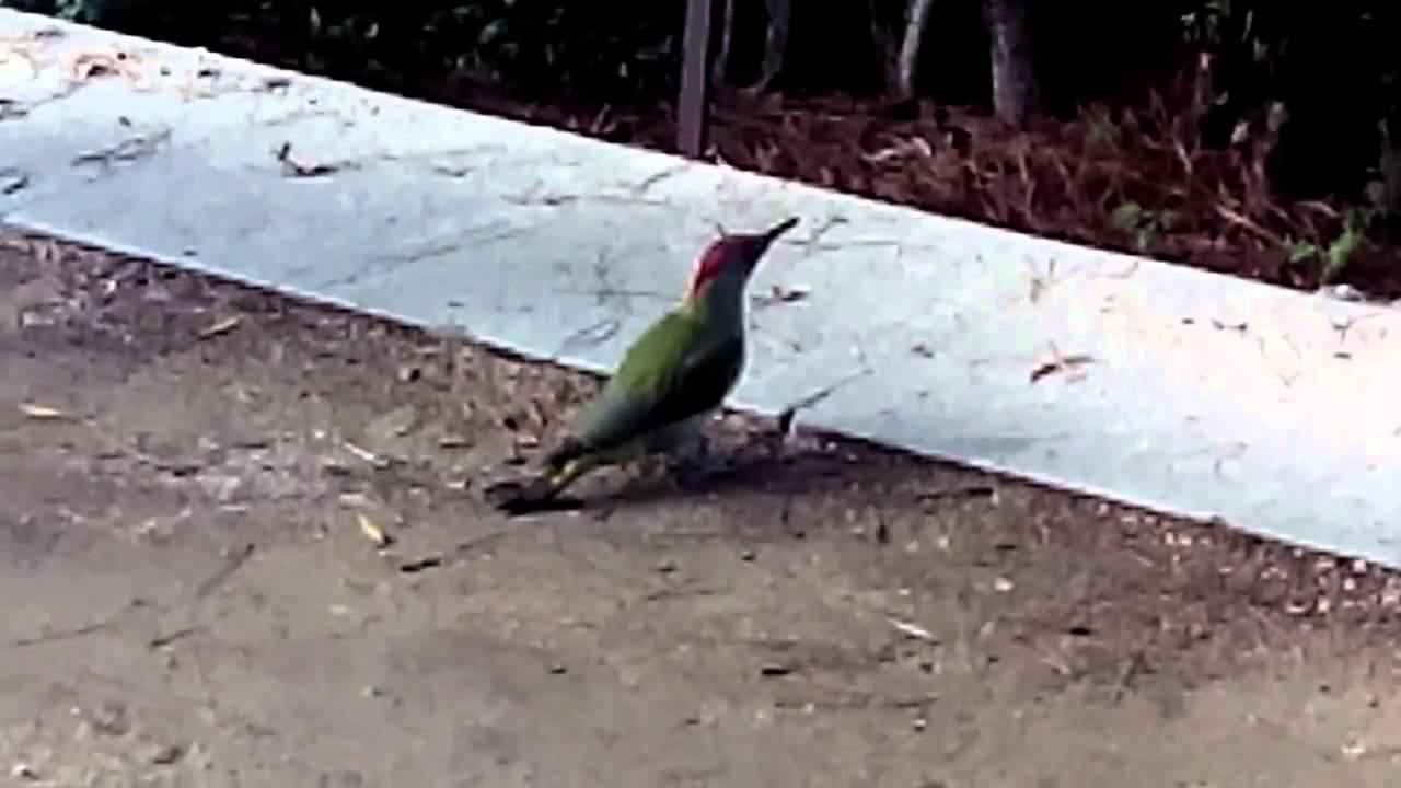 Pito real (Picus viridis) en el Real Jardín Botánico, CSIC - YouTube