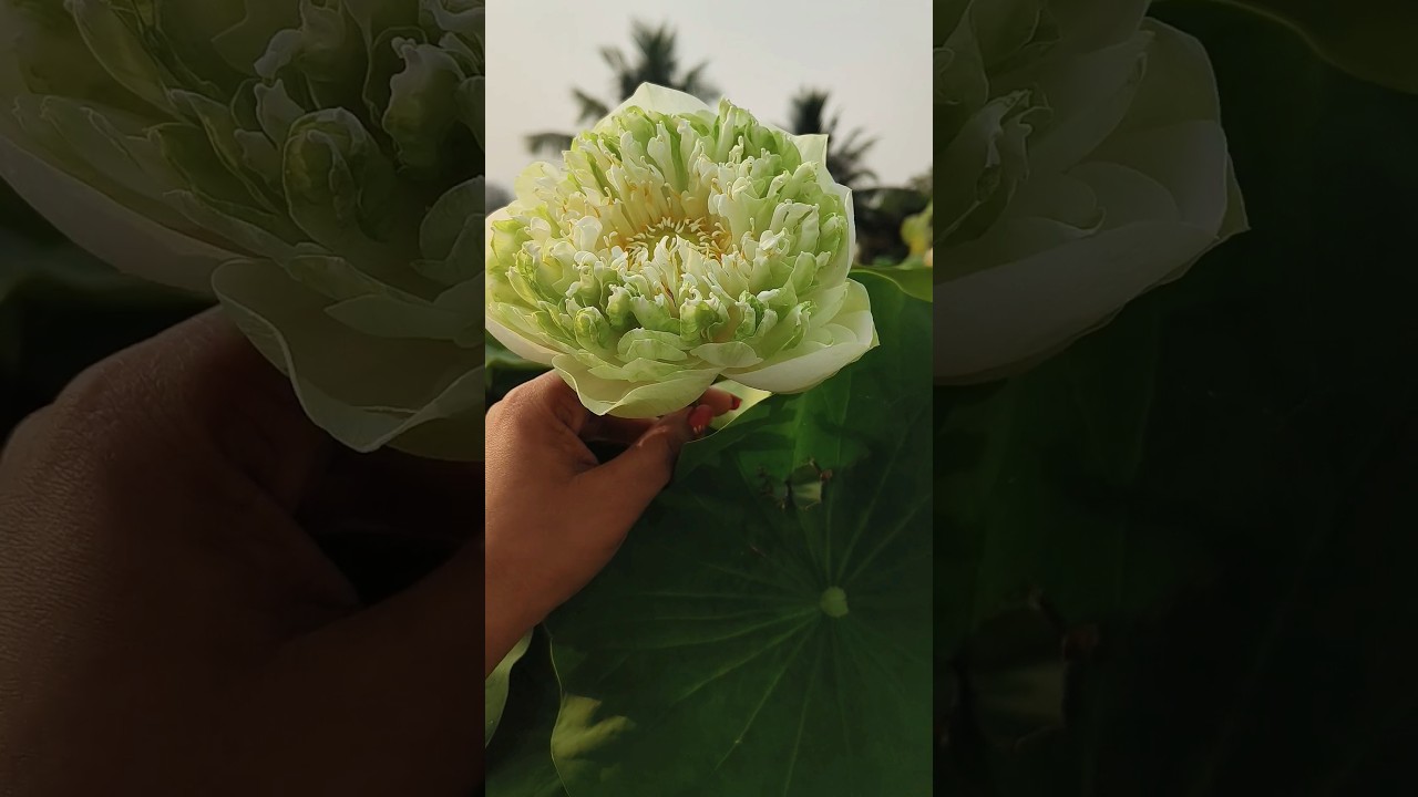 green apple Lotus - YouTube