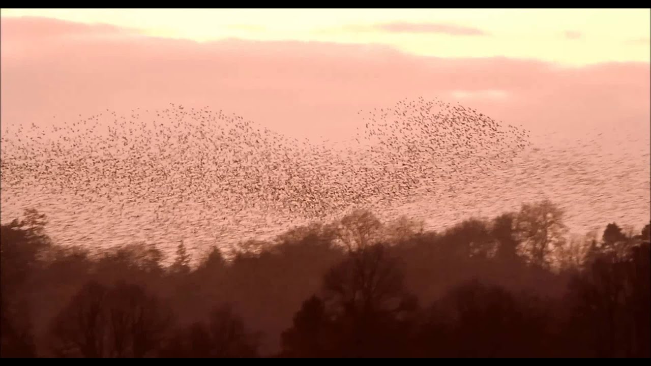 The Fisherman & The Flock - YouTube