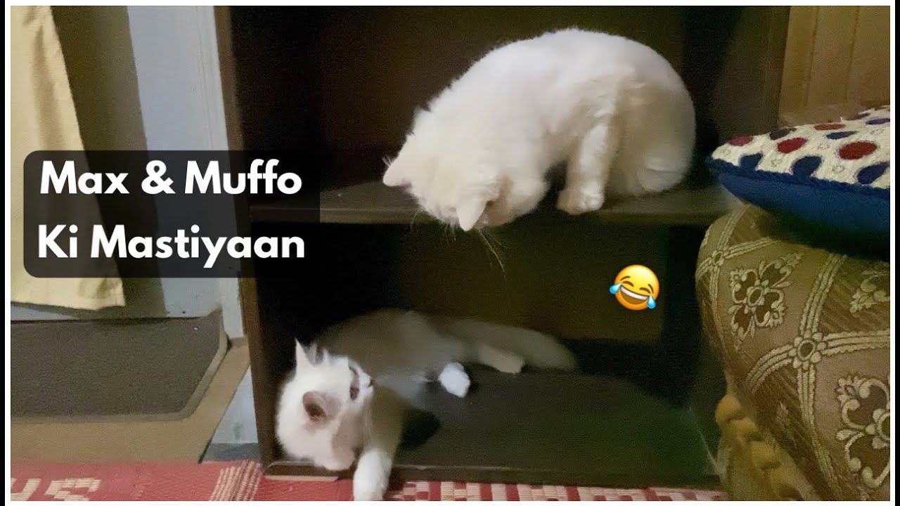 Max or Muffo ki Cute Se Mastiyaan 😍 | persian cats |Rehan & Max - YouTube