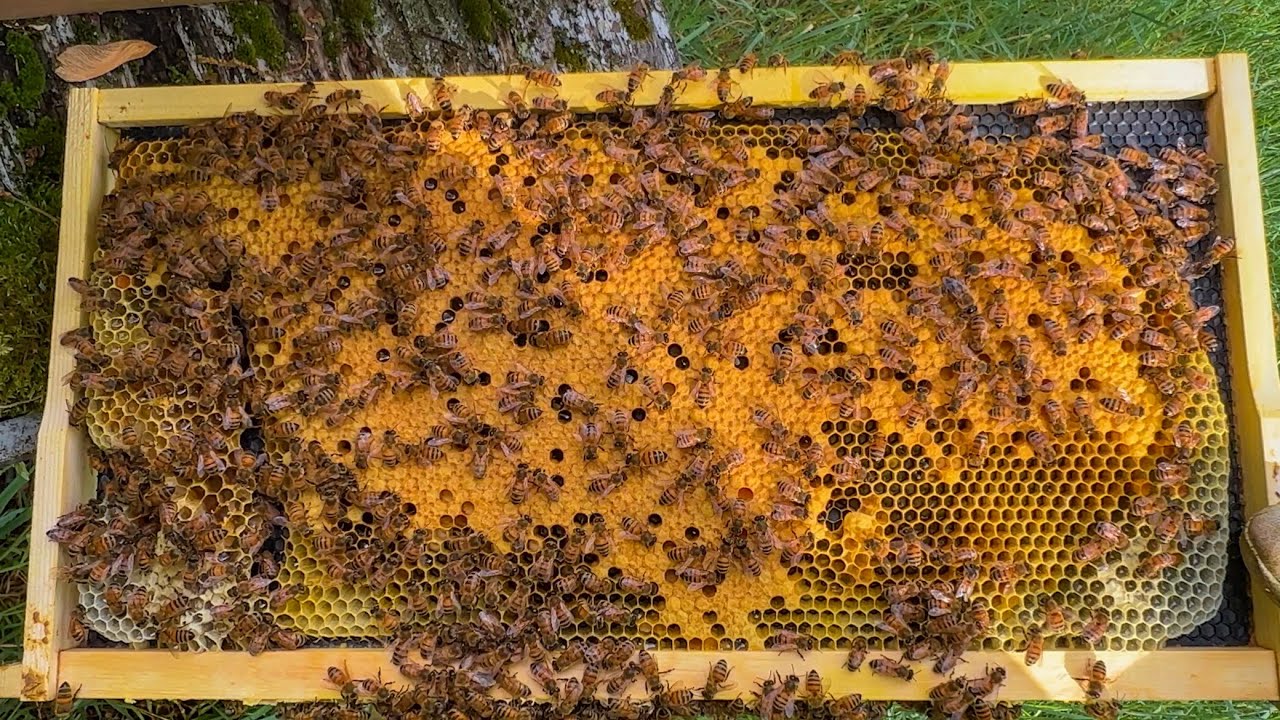 We Are Saving The WRONG BEES! #beekeeping - YouTube
