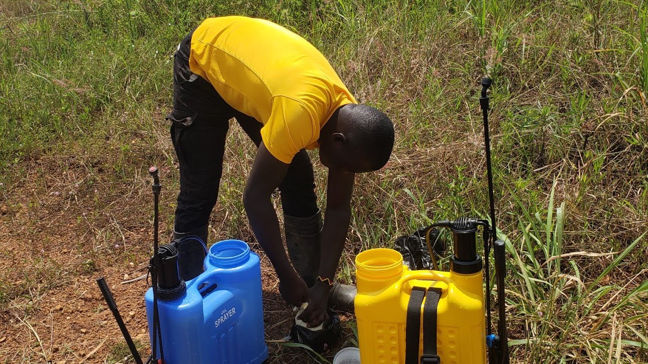 How to Spray Your Watermelon Garden? - YouTube
