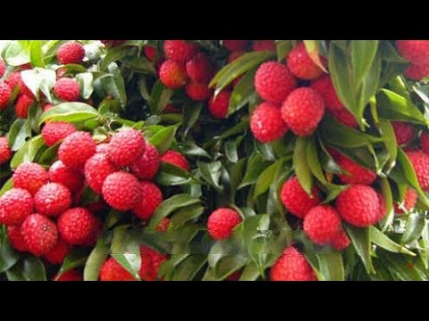 lichti fruits pluking l harvesting Lichi yummy 🤤 l testy lichi pluking ...