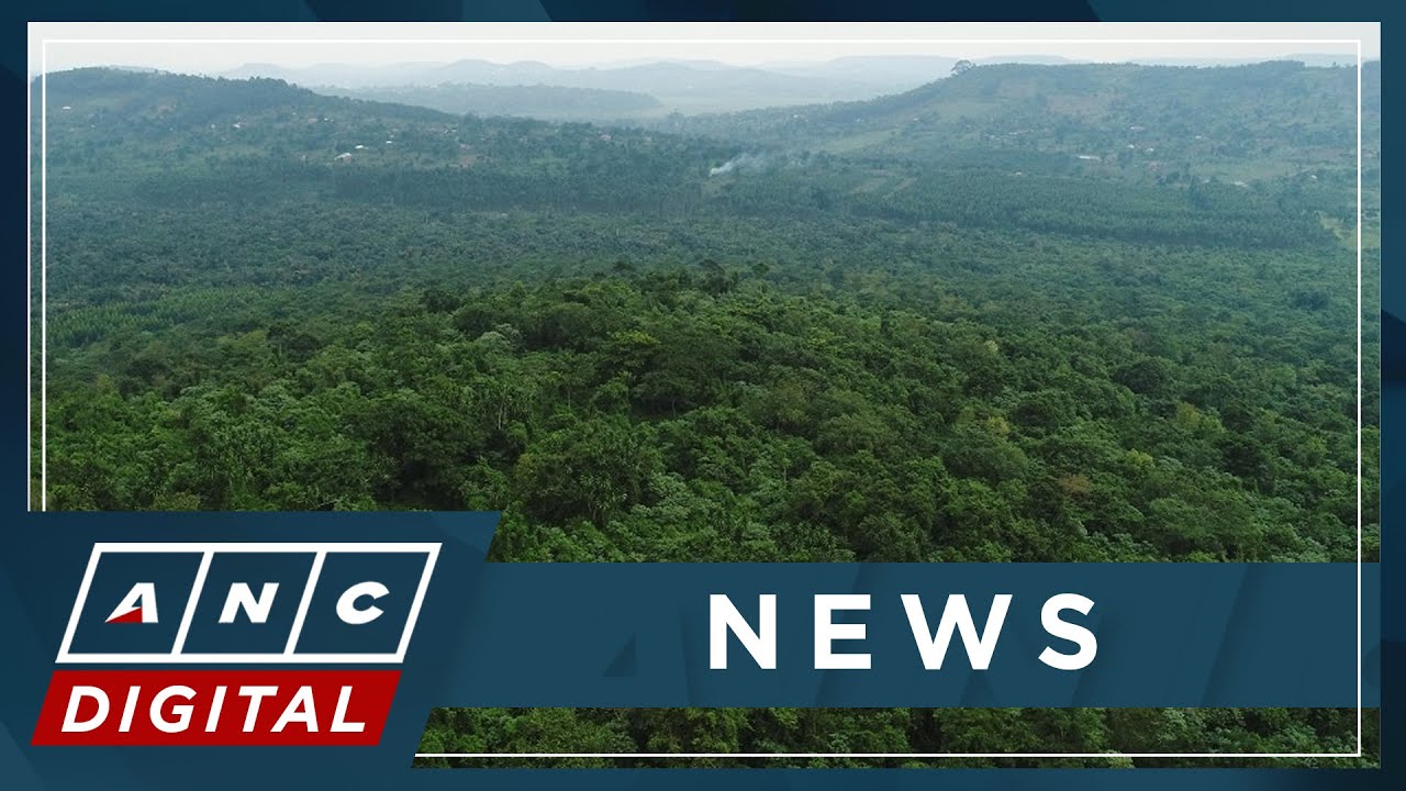 DENR eyes planting trees to prevent flooding, landslides | ANC - YouTube