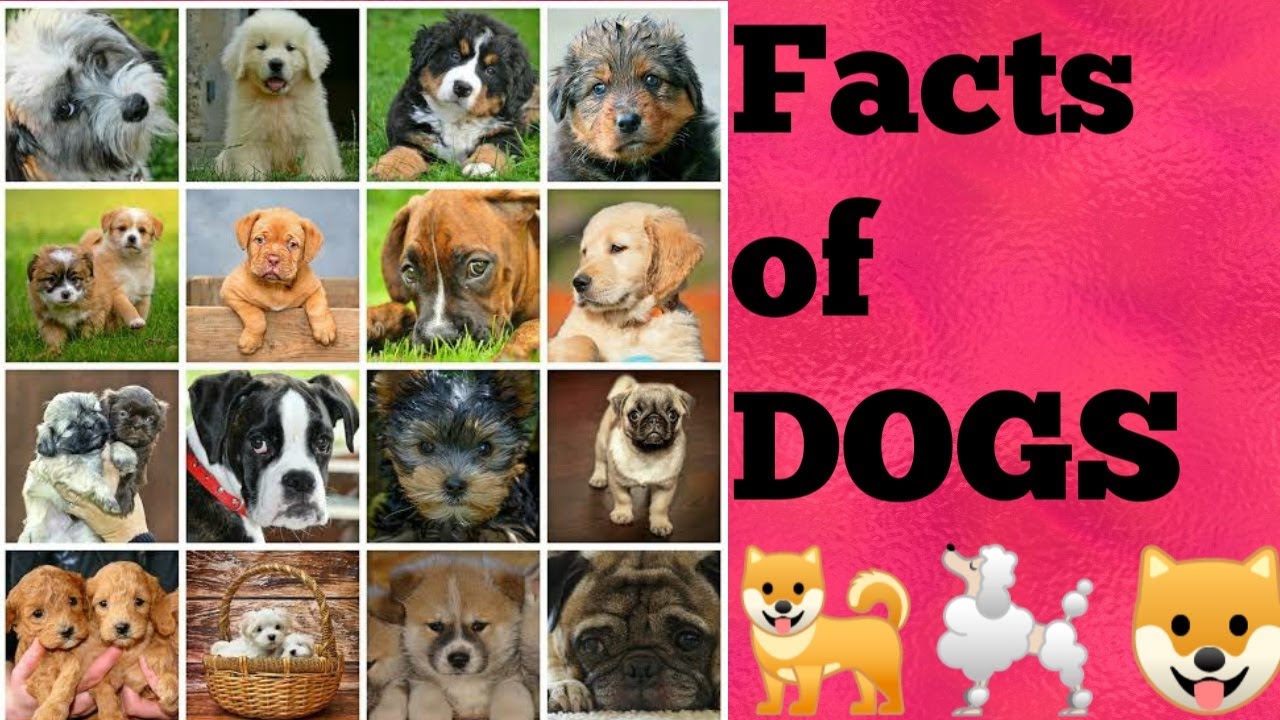 Amazing And Interesting Facts Of DOGS YouTube amazing-and-interesting-facts-of-dogs-youtube