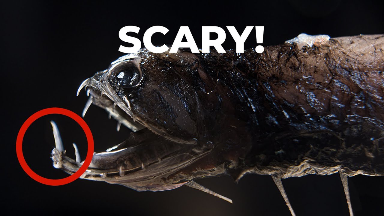 20 SCARIEST Animals You Won't Believe Exist - YouTube