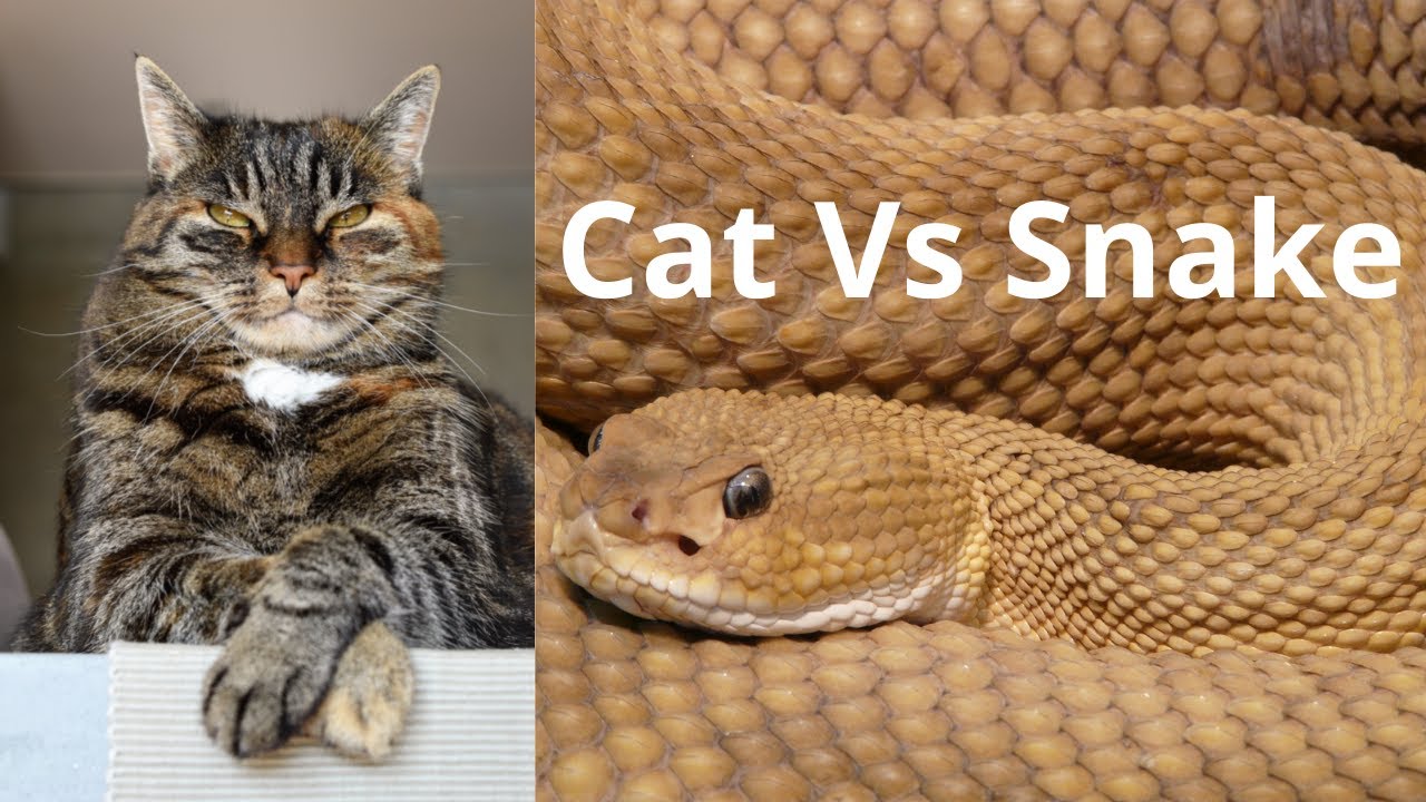 Cat vs Snake | cat fighting with snake | Cobra vs Cat - YouTube