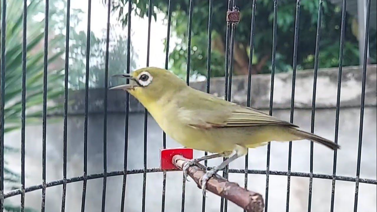 Pleci Lombok Gacor Ngeplong Masteran dan pancingan burung pleci Bahan #kecialjos31 - YouTube