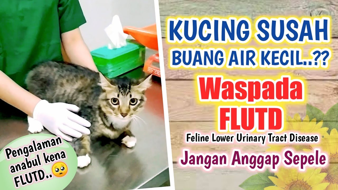 PENGALAMAN NGOBATIN KUCING SUSAH PIPIS (FLUTD) || Sharing Mrs Clink ...