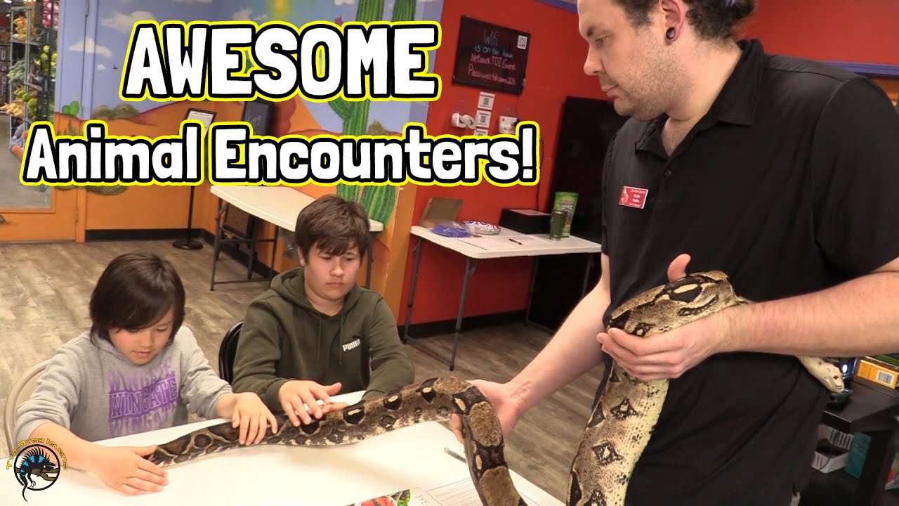 AMAZING Animal Encounters at Snake School Level 2! - Snakes, Lizards ...