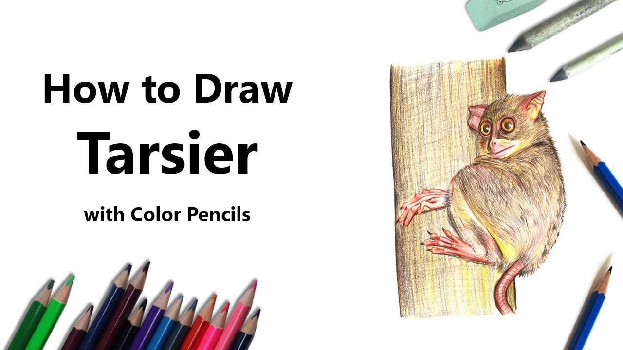 How to Draw a Tarsier with Color Pencils [Time Lapse] - YouTube