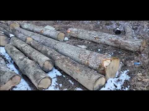 Checking Out Some Of My White Oak Logs - YouTube
