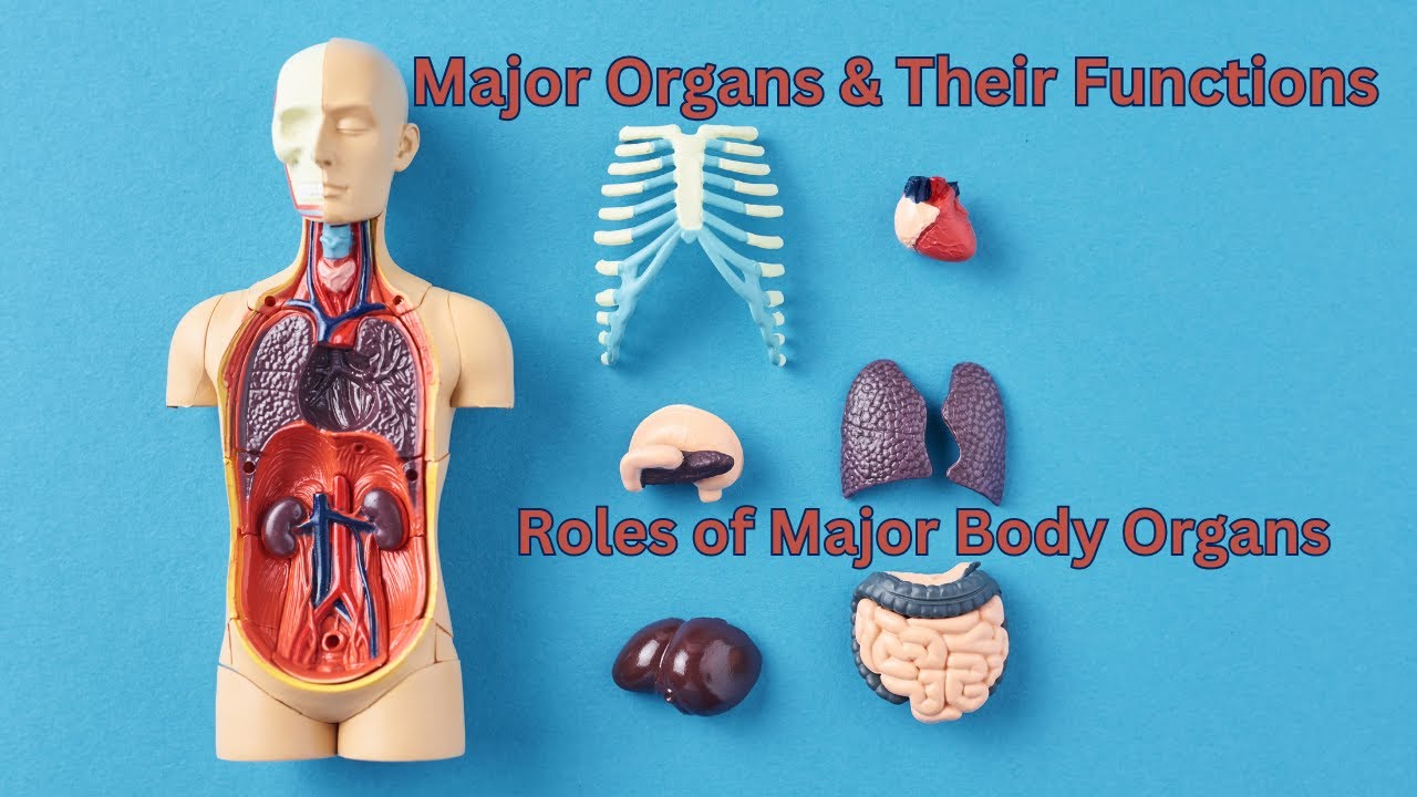 Exploring the Marvels of the Human Body: Major Organs & Their Functions ...