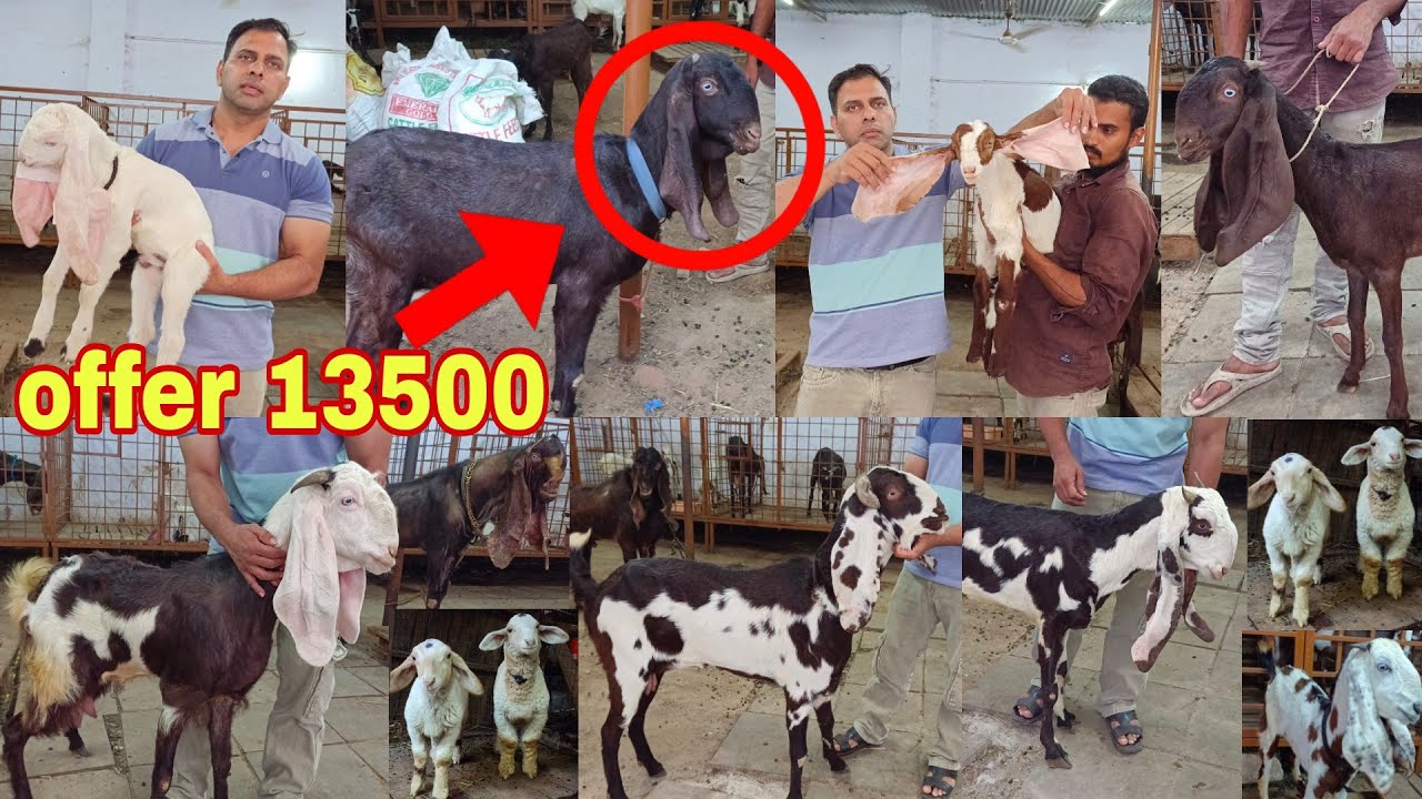 Hassan goat farm offers quality HYDERABADi Goat male or female kids ...