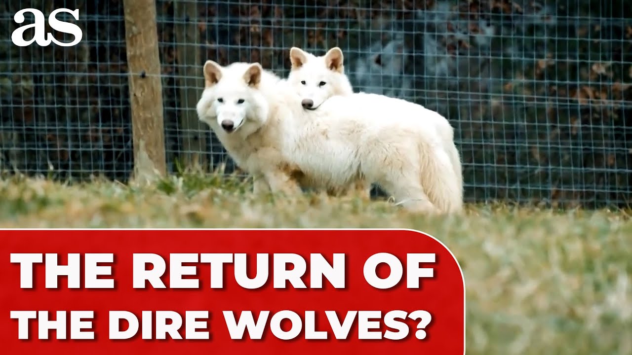 Dire WOLVES revived? Bold Claim SPARK SCIENTISTshowdown - YouTube